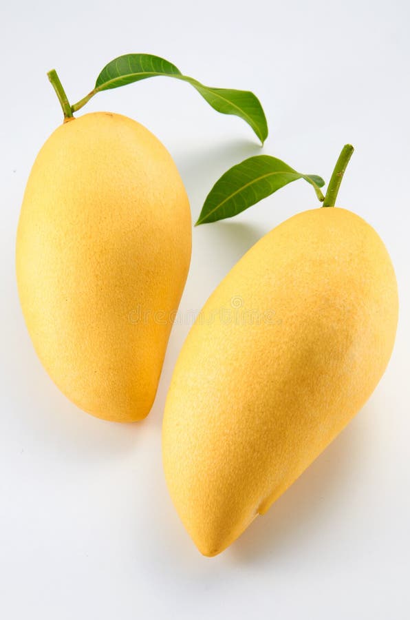 Mango stock photo. Image of diet, leaf, plant, healthy - 22504688