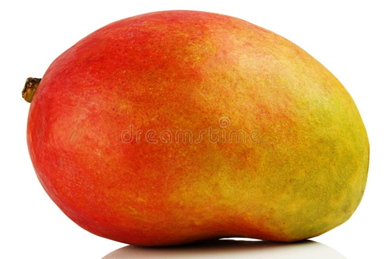 Mango big stock photo. Image of venezuela, mango, hibrid - 95585352