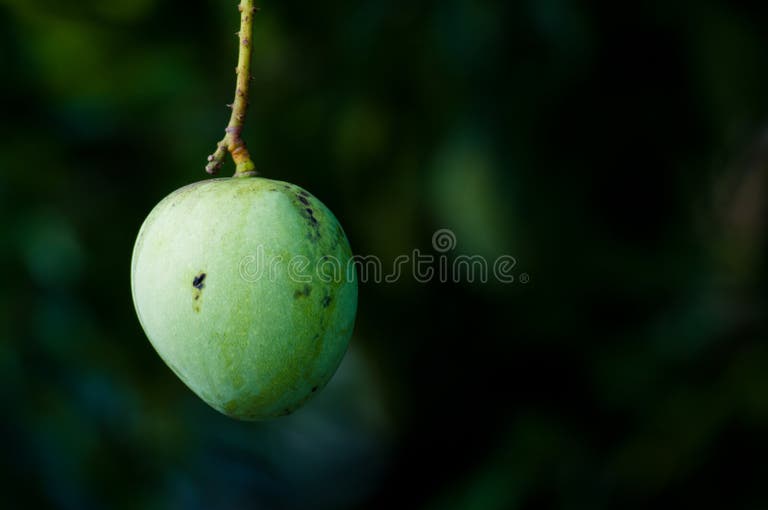 551 Mango Shaped Kite Stock Photos - Free & Royalty-Free Stock Photos ...