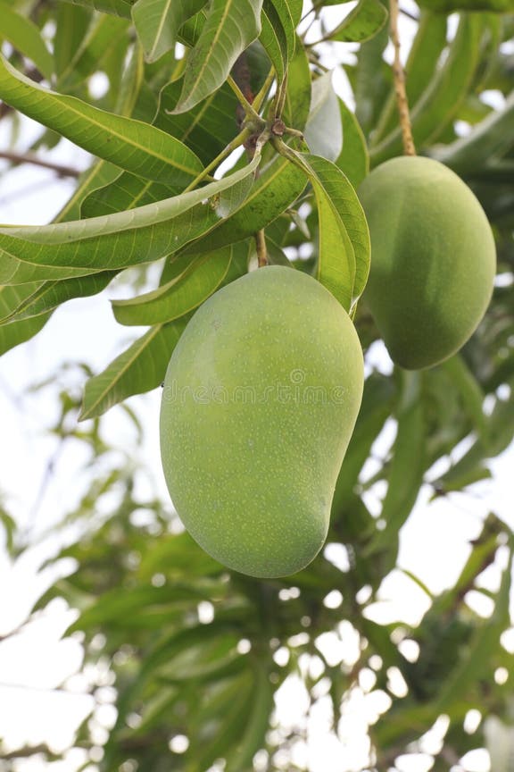 741 Full Mango Tree Stock Photos - Free & Royalty-Free Stock Photos ...
