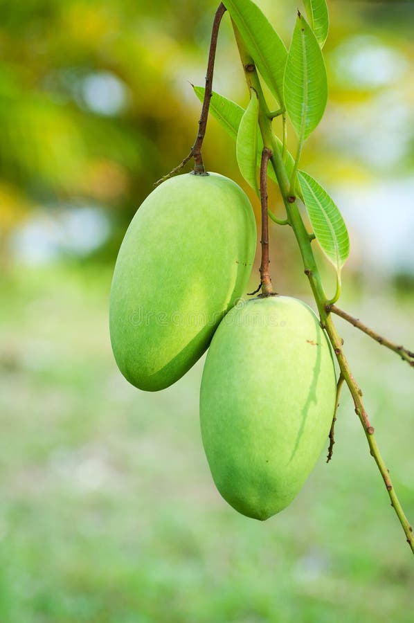 Bilimbi Fruit on tree stock image. Image of climate, plant - 22357273