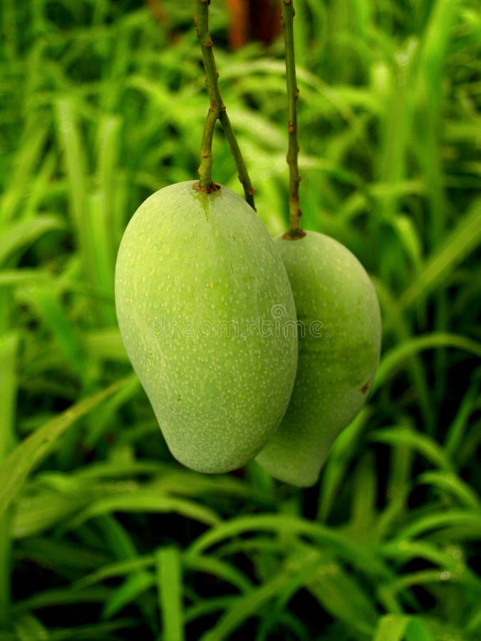 Mango stock image. Image of nature, produce, view, zoom - 655893