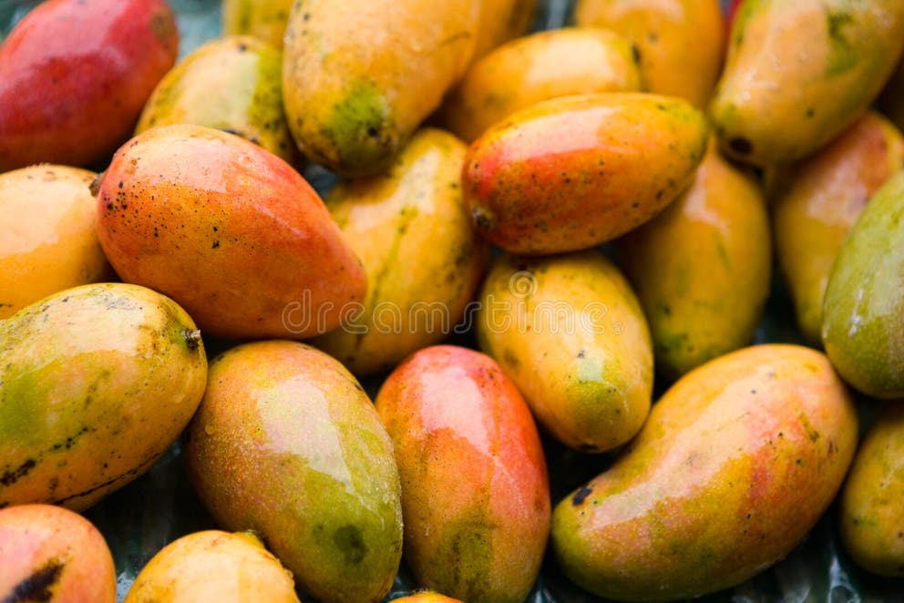 Mango stock photo. Image of closeup, variety, mango, assortment - 8317842