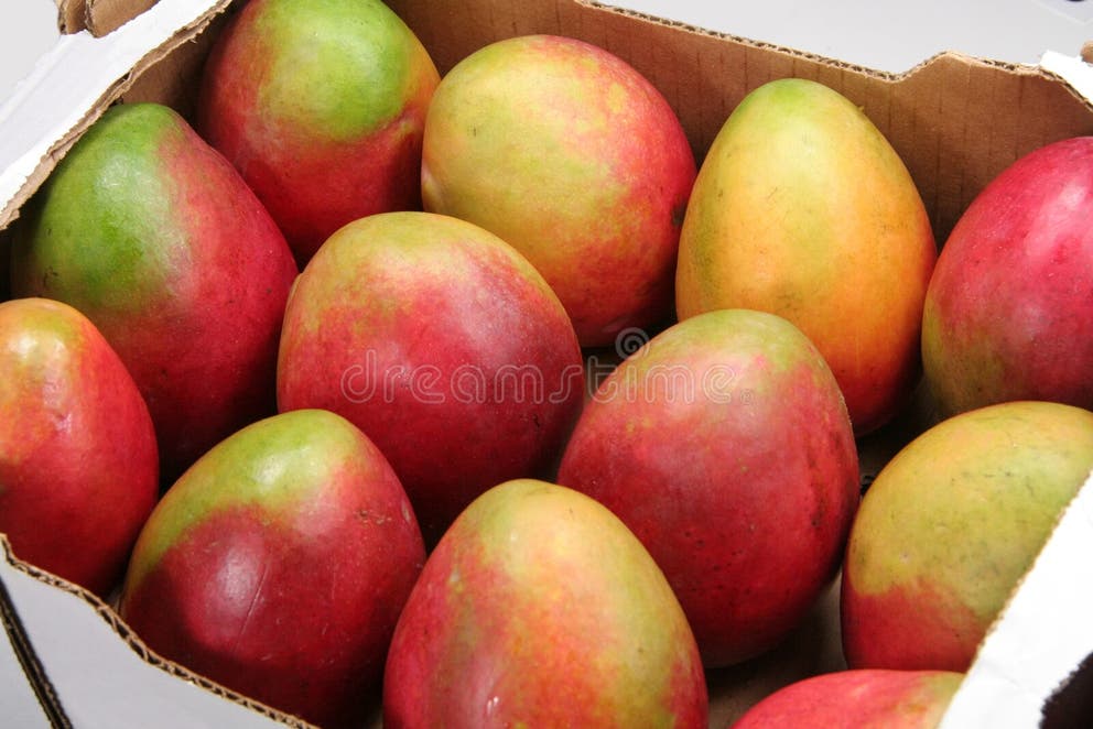 Mango stock image. Image of snack, nutritious, mango, paper - 852923