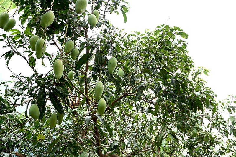 Mangoboom stock foto. Image of tropisch, economisch, takken - 38287020