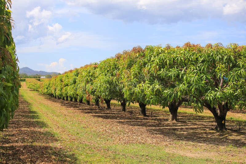 Plantation de mangue photo stock. Image du horizontal - 15627272