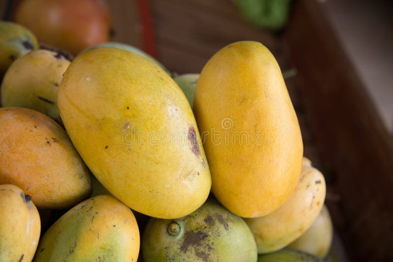 Cambodia. Mango Fruits. Siem Reap Province. Stock Photo - Image of ...