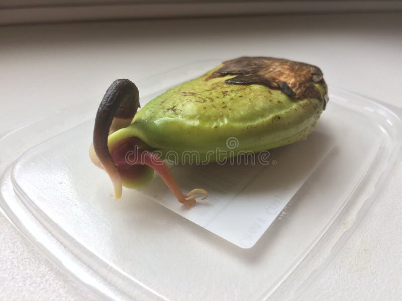 Mango baby stock image. Image of mango, baby, life, seed - 190287523