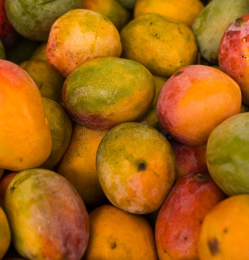 Mango background . stock image. Image of nutrition, nutritious - 16477495