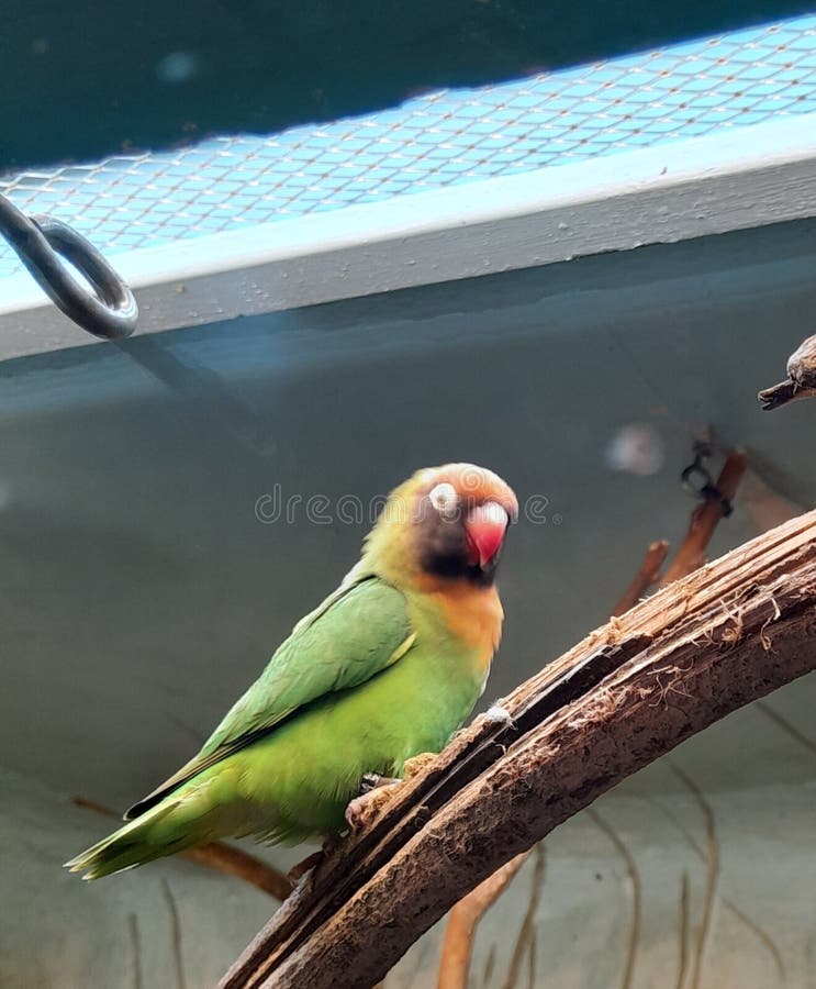 1,324 Mango Bird Stock Photos - Free & Royalty-Free Stock Photos from ...