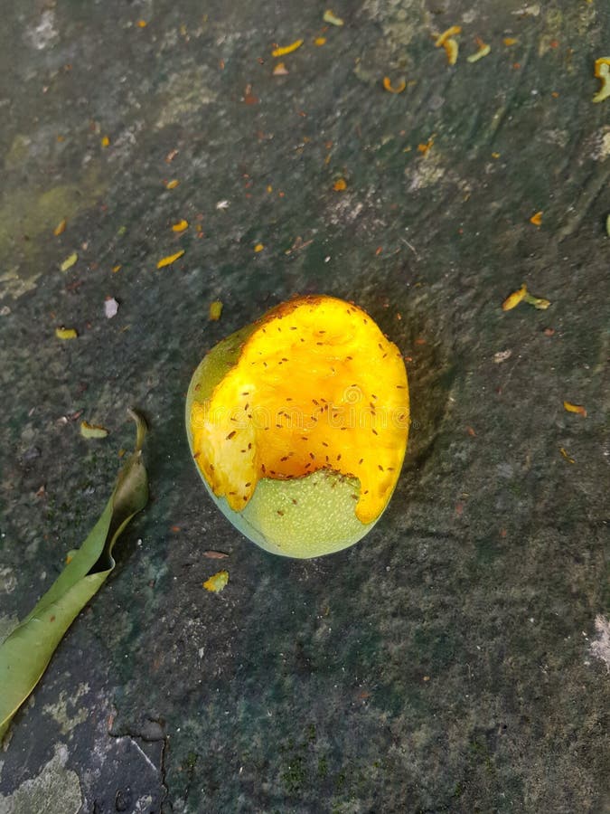 Mango Bitten Insects Stock Photos - Free & Royalty-Free Stock Photos ...