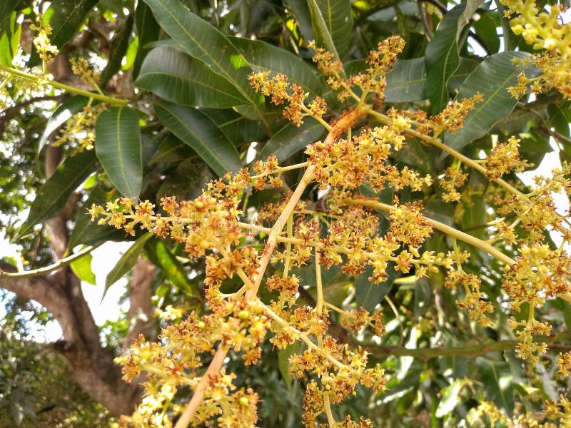 Mango in bloom stock photo. Image of autumn, wildflower - 214506716