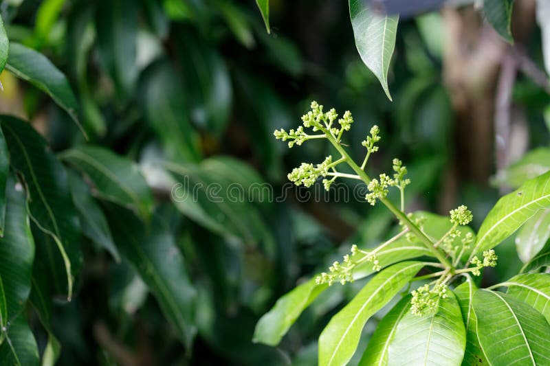 Mango Blossoms are Blooming before Fruiting the Mango Bouquet of Mango ...