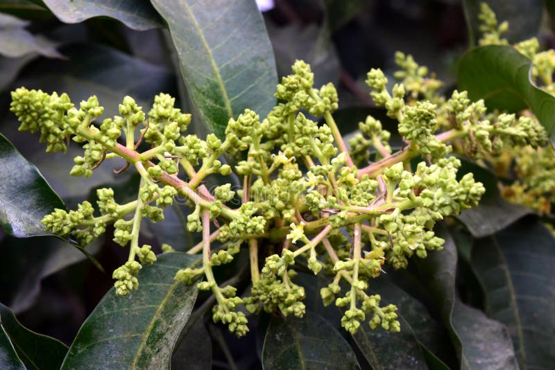 Mango Blossoms on the Mango Tree. the Flowers Bloom before the Mango ...