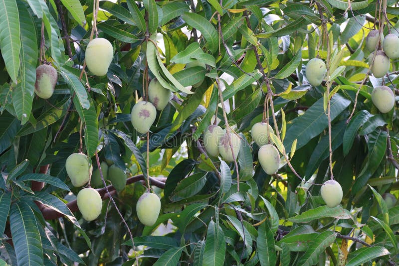 Mango with Blurry Leaf Background. Young Mango on the Tree Stock Photo ...