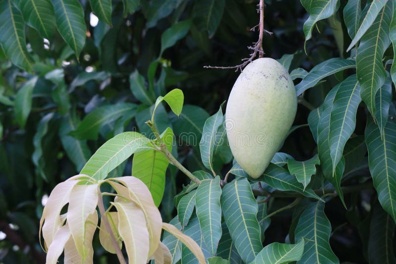 Mango with Blurry Leaf Background. Young Mango on the Tree Stock Image ...