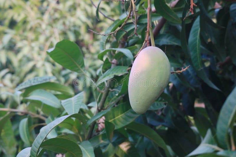Mango with Blurry Leaf Background. Young Mango on the Tree Stock Photo ...
