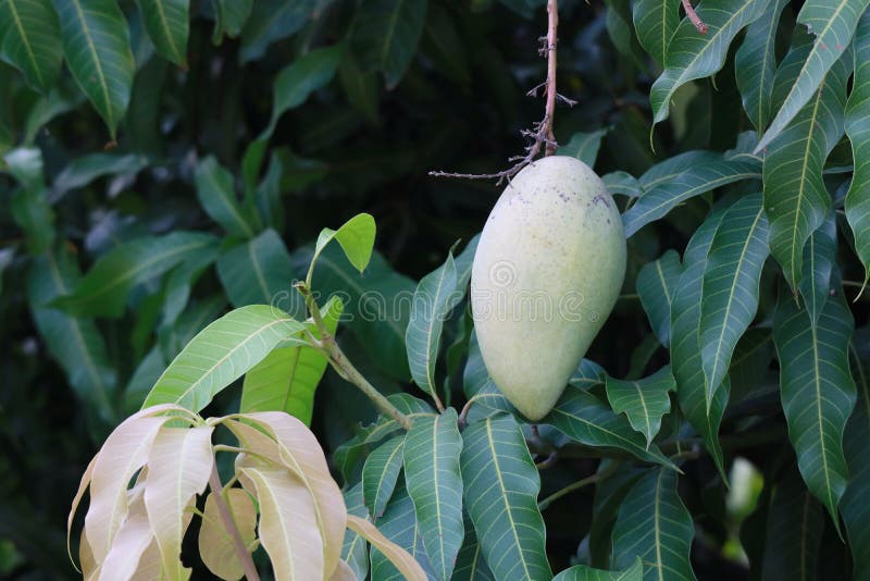 Mango with Blurry Leaf Background. Young Mango on the Tree Stock Image ...