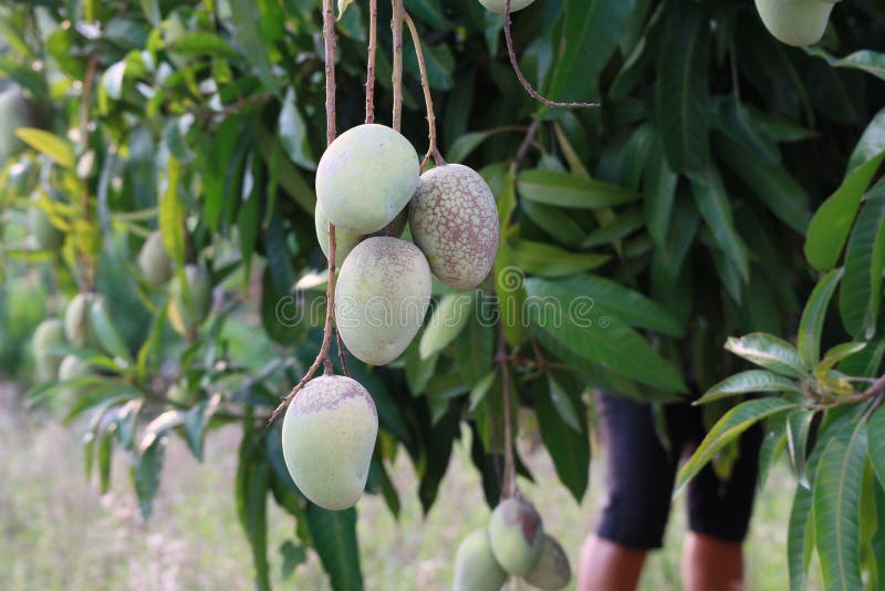 Mango with Blurry Leaf Background. Young Mango on the Tree Stock Photo ...