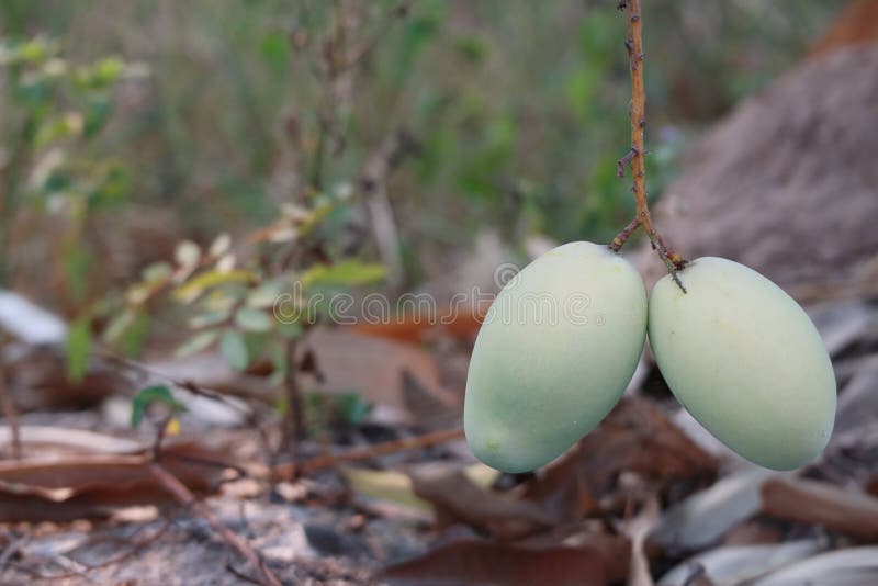 Mango with Blurry Leaf Background. Young Mango on the Tree Stock Photo ...