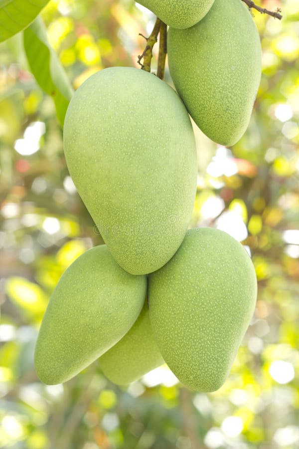 Mango boom stock afbeelding. Image of zwaar, openlucht - 28757805