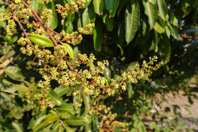 The Mango Bouquet or Mango Flower is Blooming Full on the Mango Trees ...