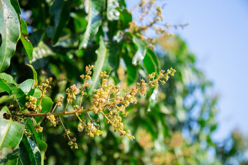 The Mango Bouquet or Mango Flower is Blooming Full on the Mango Trees ...