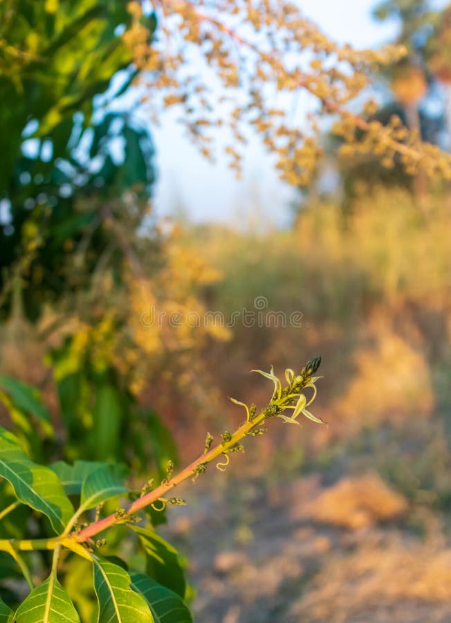 Mango Bouquet or Mango Flower is Blooming Full on the Mango Trees in ...