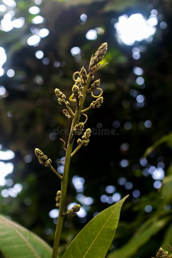 Mango Bouquet or Mango Flower is Blooming Full on the Mango Trees in ...