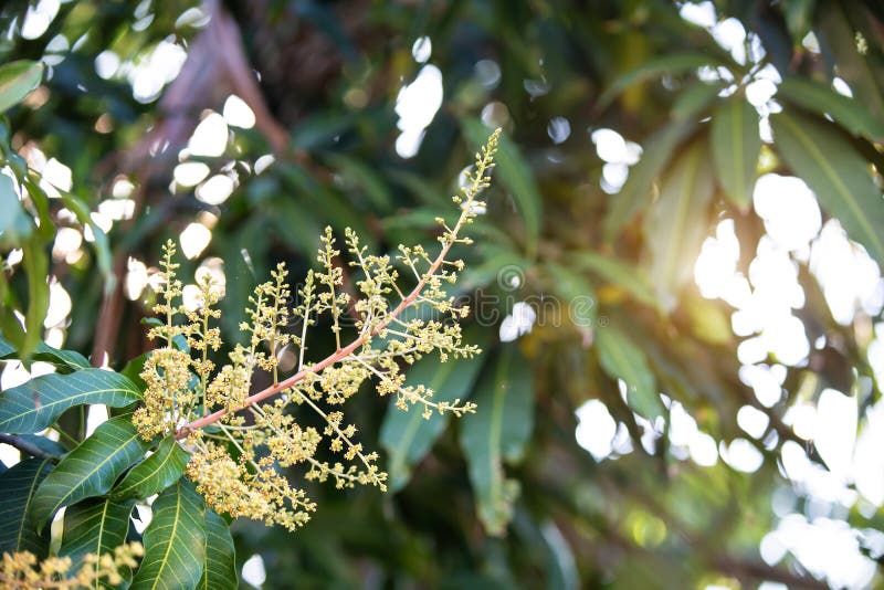 The Mango Bouquet or Mango Flower is Blooming Full on the Mango Trees ...