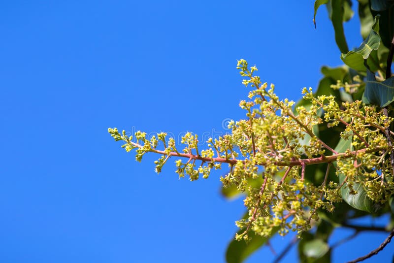 The Mango Bouquet or Mango Flower is Blooming Full on the Mango Trees ...