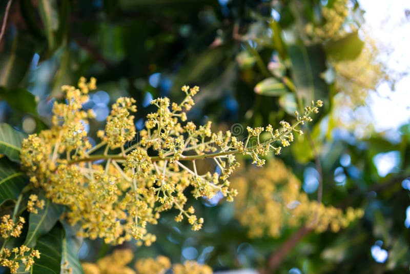 The Mango Bouquet or Mango Flower is Blooming Full on the Mango Trees ...