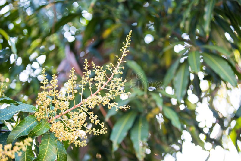 The Mango Bouquet or Mango Flower is Blooming Full on the Mango Trees ...