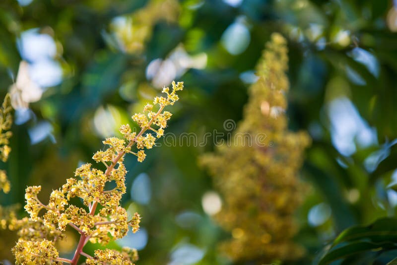 The Mango Bouquet or Mango Flower is Blooming Full on the Mango Trees ...