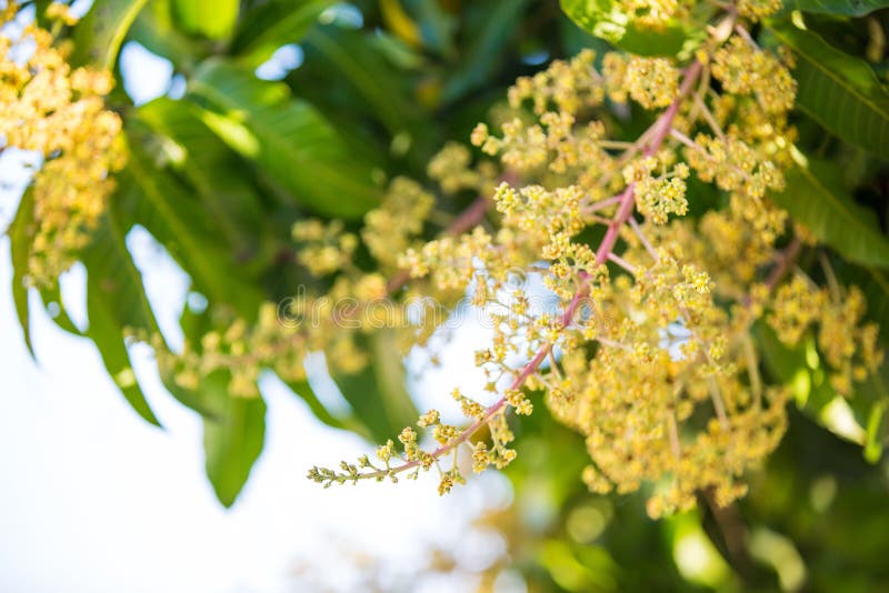 The Mango Bouquet or Mango Flower is Blooming Stock Image - Image of ...