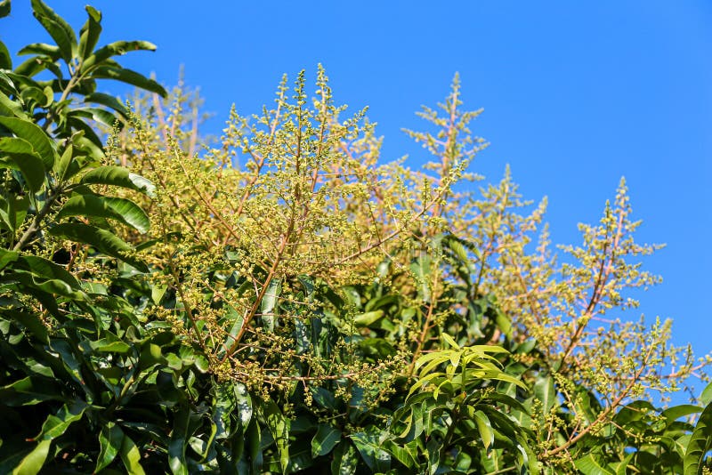The Mango Bouquet or Mango Flower is Blooming Full on the Mango Trees ...