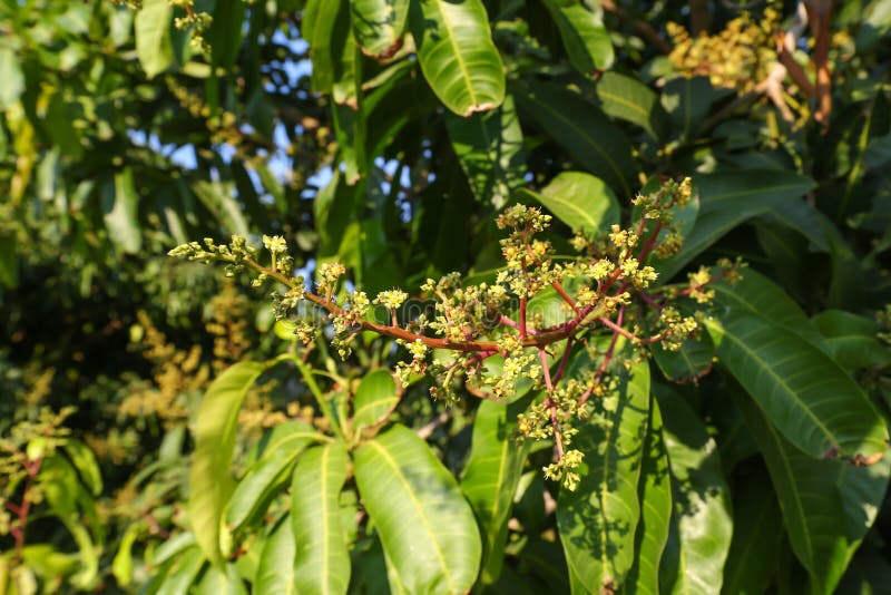 The Mango Bouquet or Mango Flower is Blooming Full on the Mango Trees ...