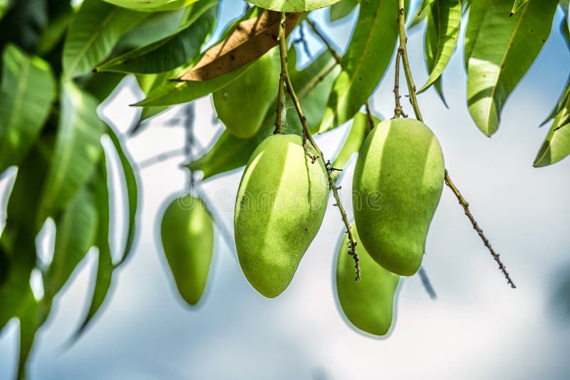 Mango on a branch stock photo. Image of agriculture, food - 94527408