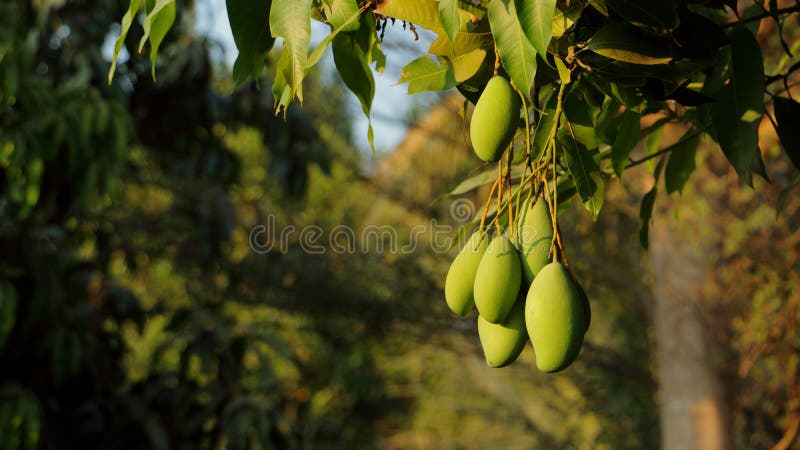 Mango on the Branches with the Bright Light of the Evening Sun. Stock ...