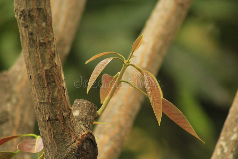 Mango buds stock image. Image of tropical, tree, twigs - 140995271