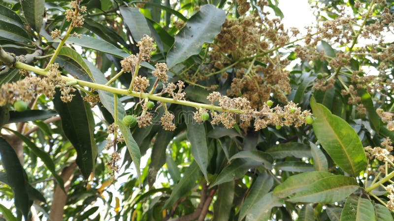 Mango buds stock image. Image of tropical, tree, twigs - 140995271