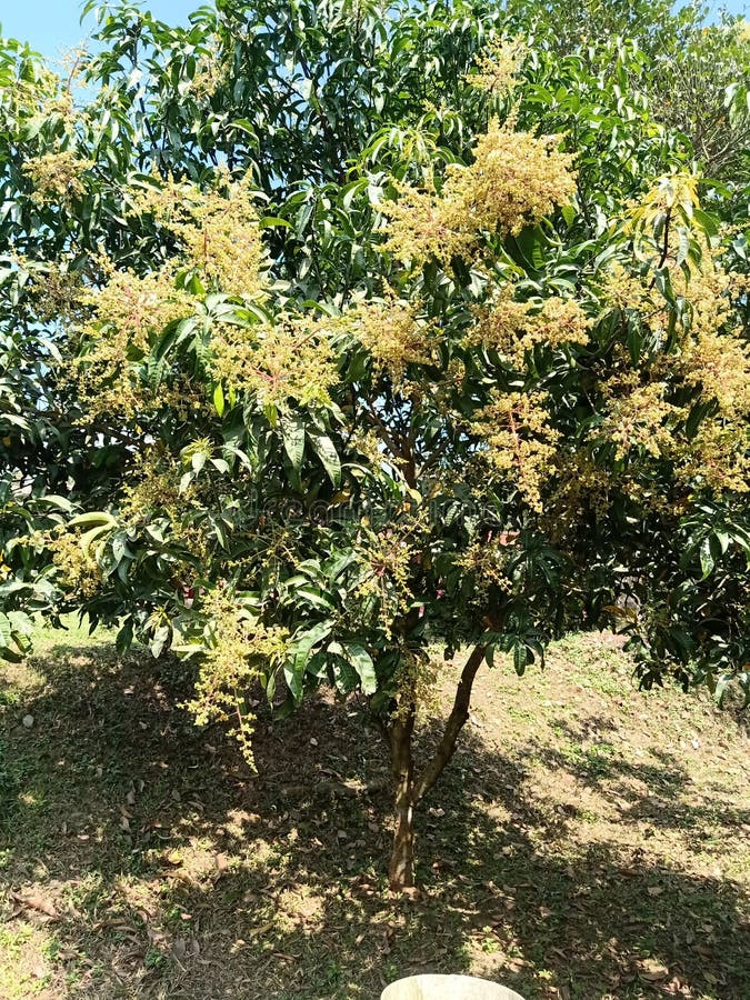 Mango buds stock image. Image of tropical, tree, twigs - 140995271