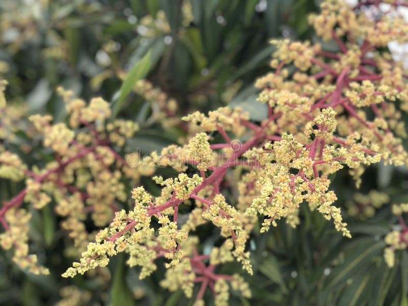 Mango buds stock photo. Image of budding, trees, mango - 178034924