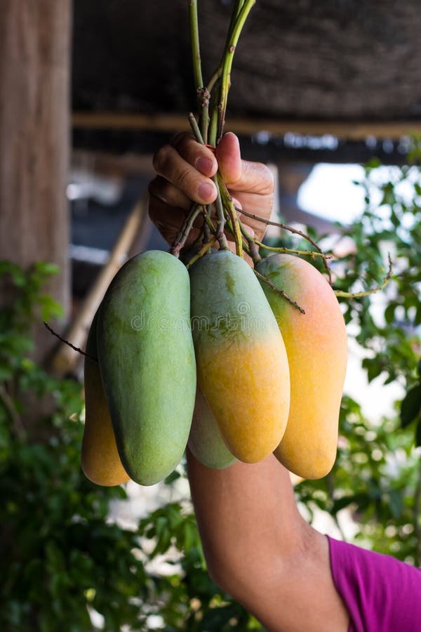 Mango bunch in hand. stock image. Image of green, harvest - 93346973