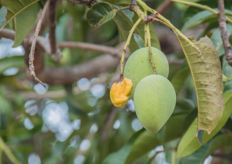 Mango stock photo. Image of natural, bright, healthy - 70535126