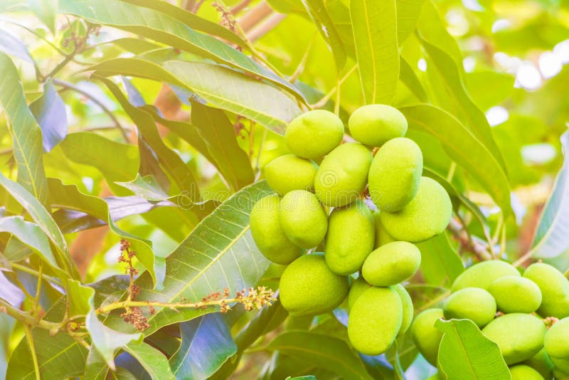 Raw Mango Bunch in the Garden Stock Image - Image of eating, food ...