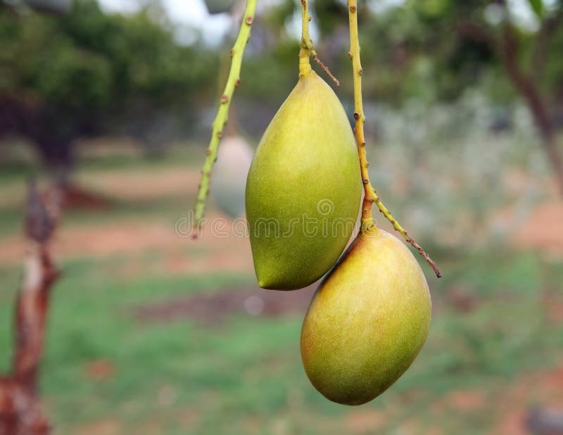 Mango stock image. Image of close, edible, ripe, flora - 39559901