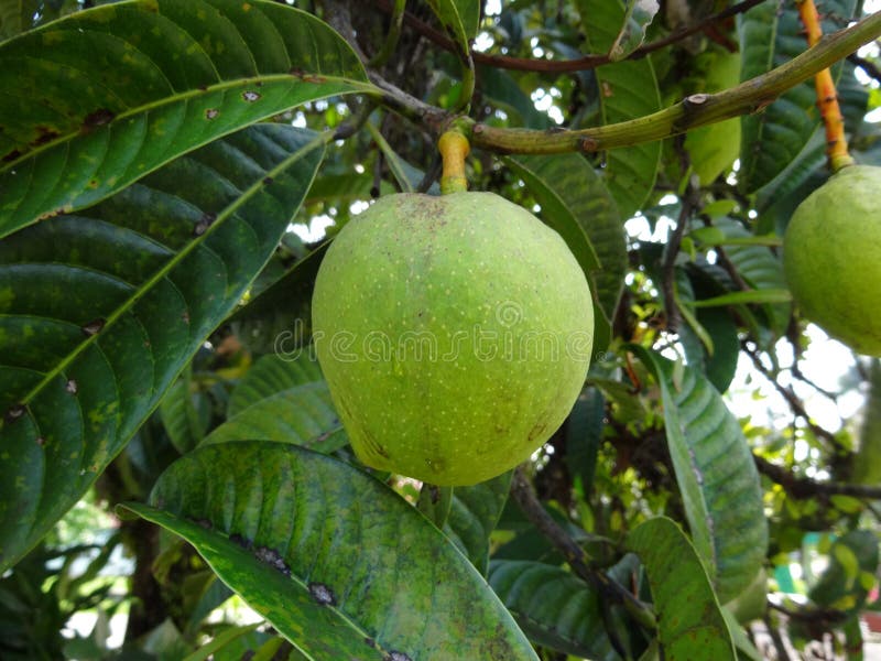 Mango stock photo. Image of light, unripe, fruit, green - 54039824