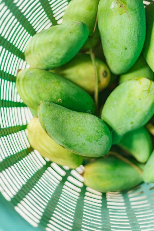 Mango collected in a crate stock photo. Image of fruit - 376310262