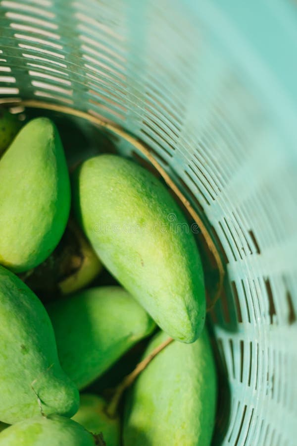 Mango collected in a crate stock image. Image of edible - 376310319